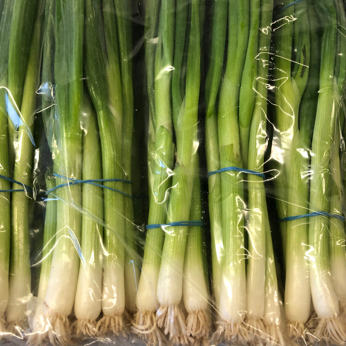 Spring Onion (bunch) – Fresh Fields Foods