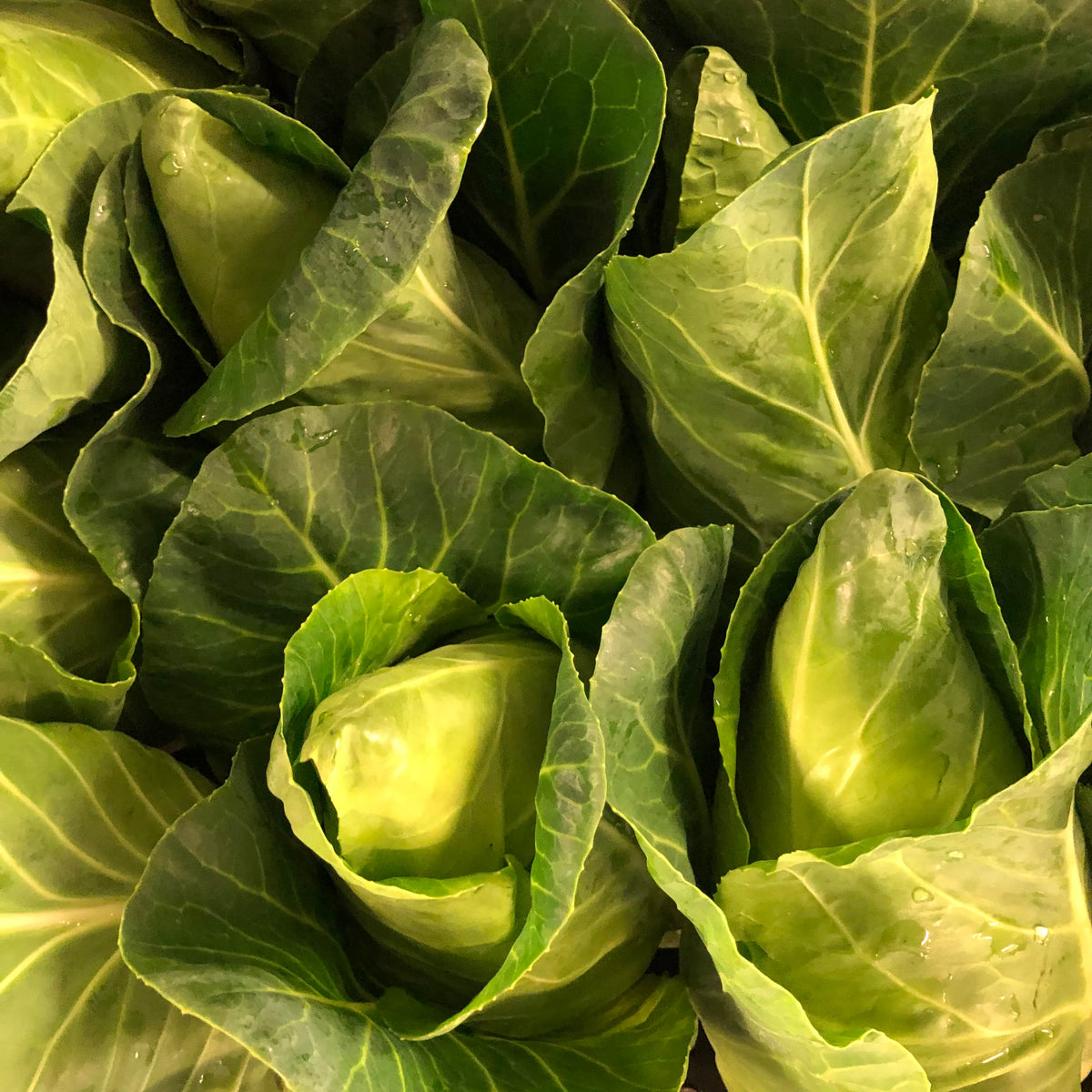 Sweetheart Cabbage – Fresh Fields Foods