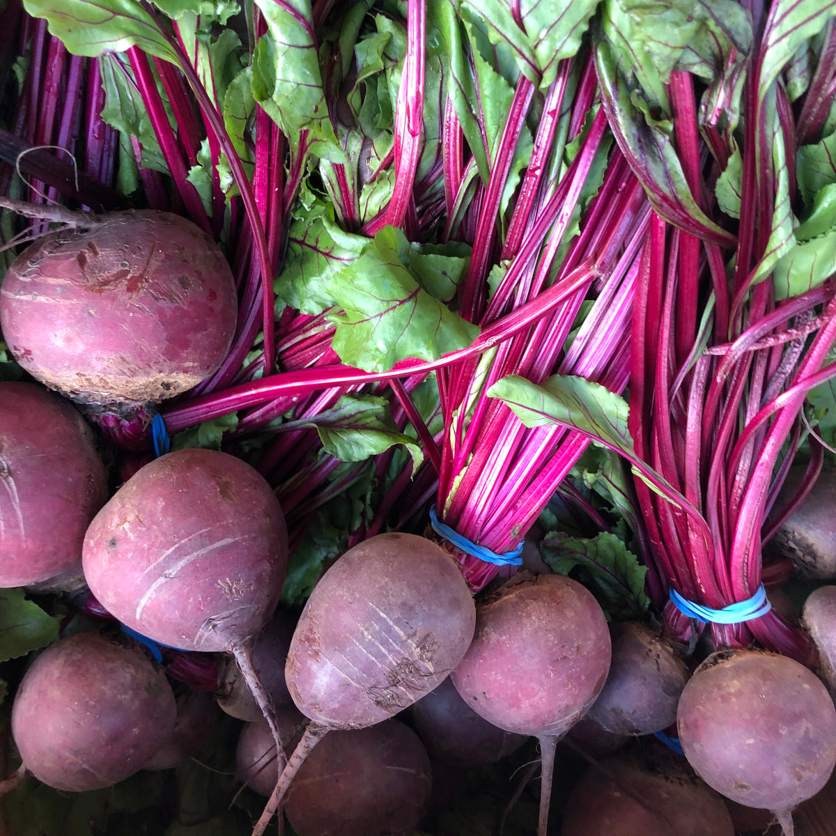 Raw Red Beetroot (500g) – Fresh Fields Foods
