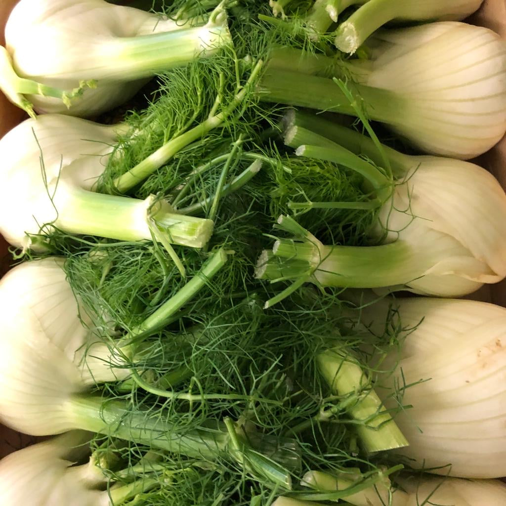 Fennel (head) – Fresh Fields Foods