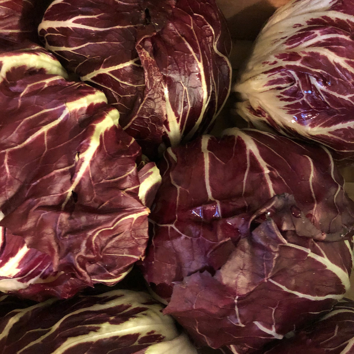 Radicchio Lettuce – Fresh Fields Foods